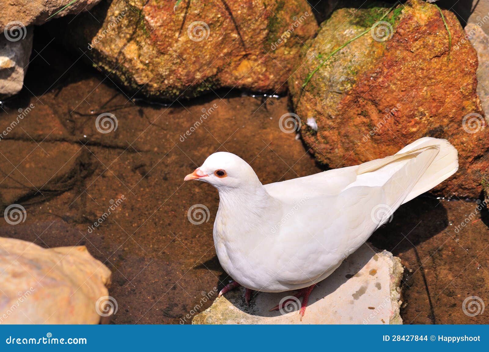 DOVE stock photo. Image of tree, sleep, light, alone - 28427844