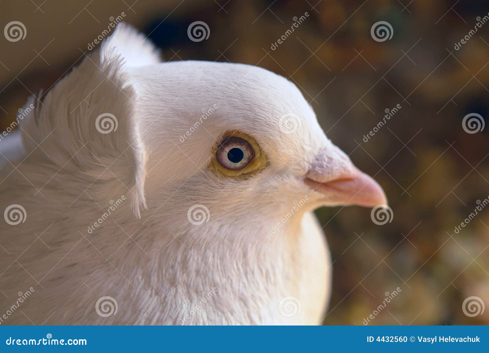8,852 Dove Brown Photos - Free & Royalty-Free Stock Photos from Dreamstime