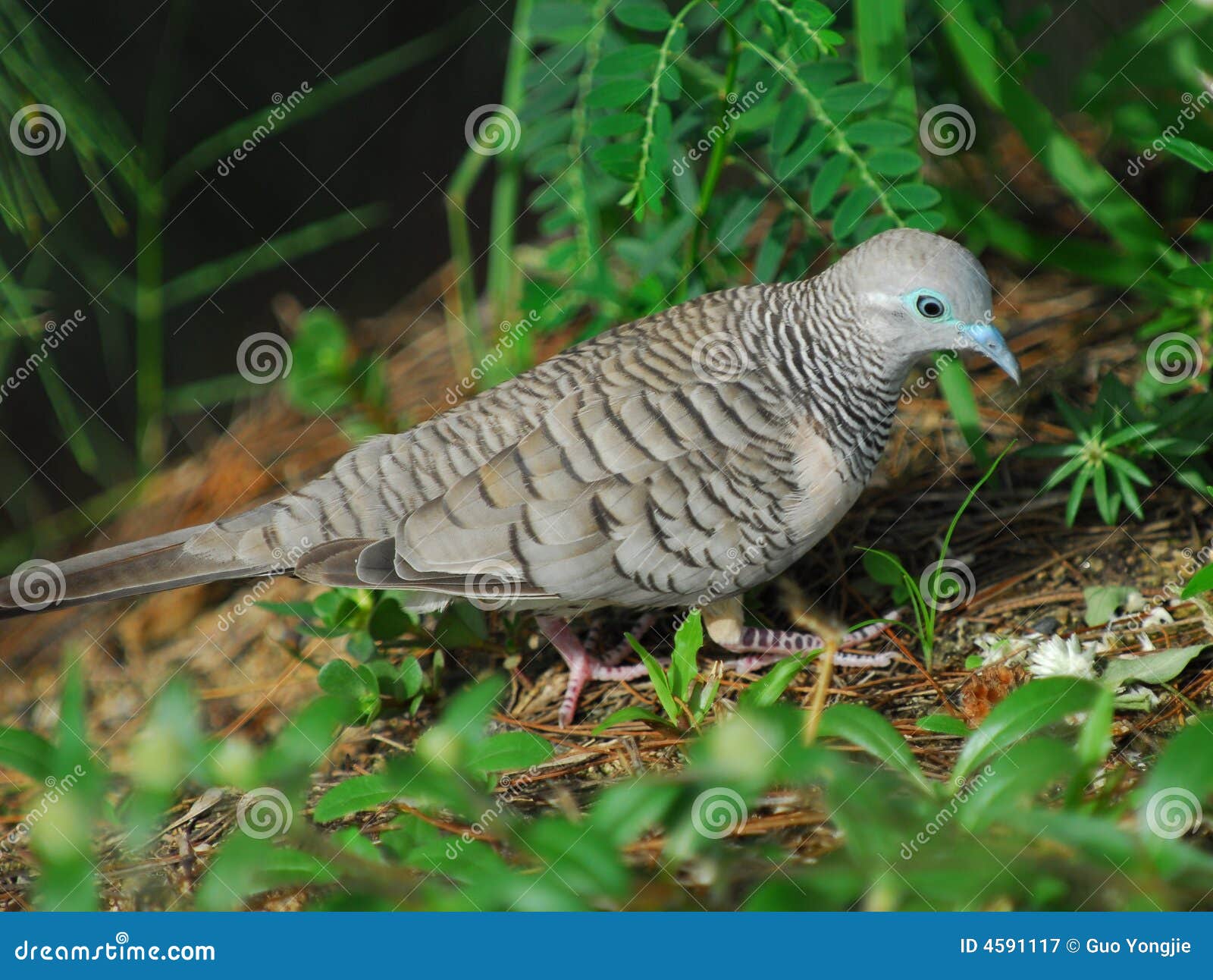 Dove Picture. Image: 4591117