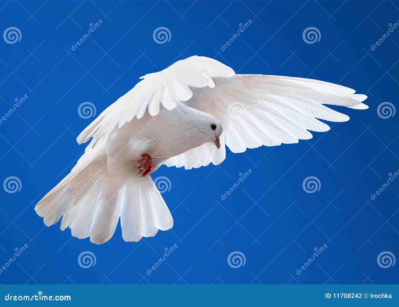Dove in the Air with Wings Wide Open Stock Photo - Image of beautiful ...