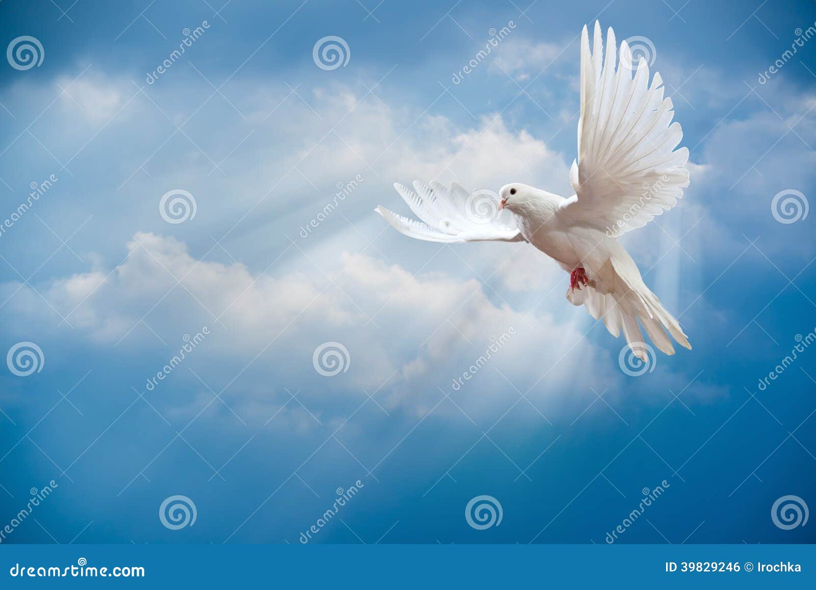 Dove in the Air with Wings Wide Open Stock Photo - Image of dove ...