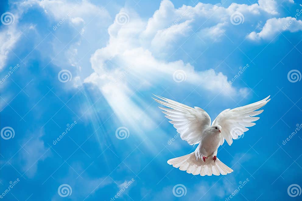 Dove in the Air with Wings Wide Open Stock Photo - Image of high ...