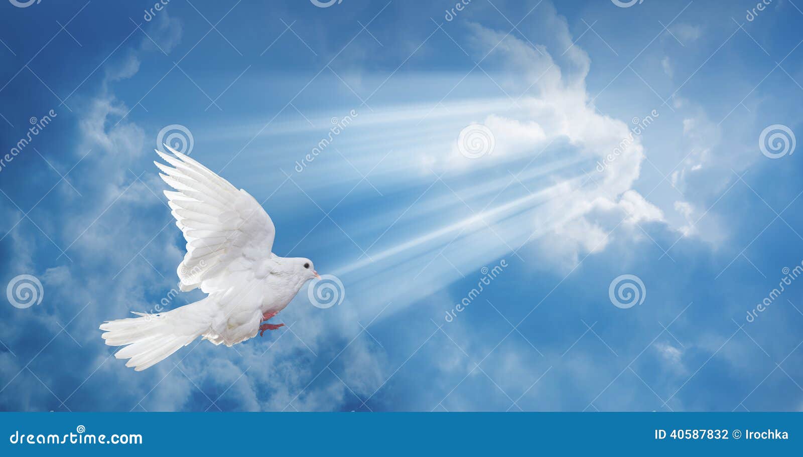 Dove in the Air with Wings Wide Open Stock Photo - Image of hopeful ...