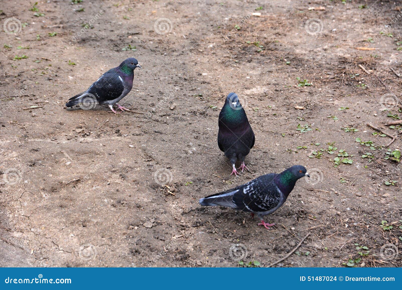 Dove Alpha stock photo. Image of smell, alpha, entrance - 51487024