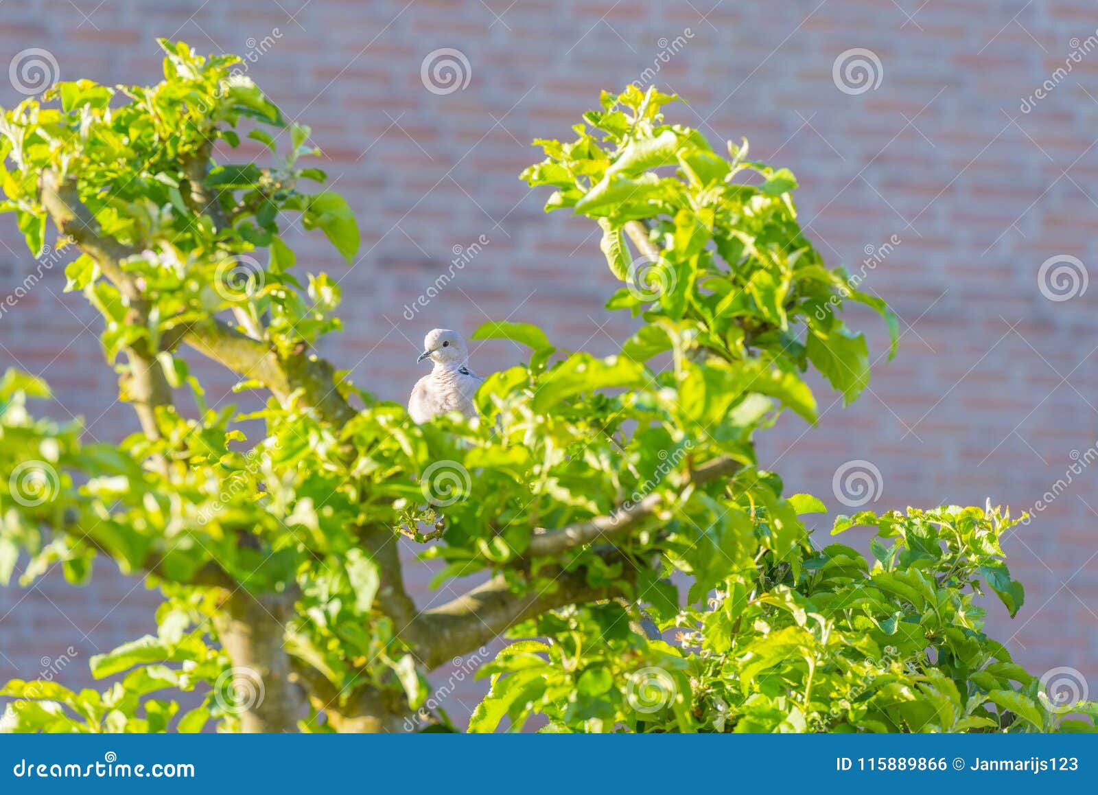 Dove in an Apple Tree in Spring in Sunlight Stock Photo - Image of ...