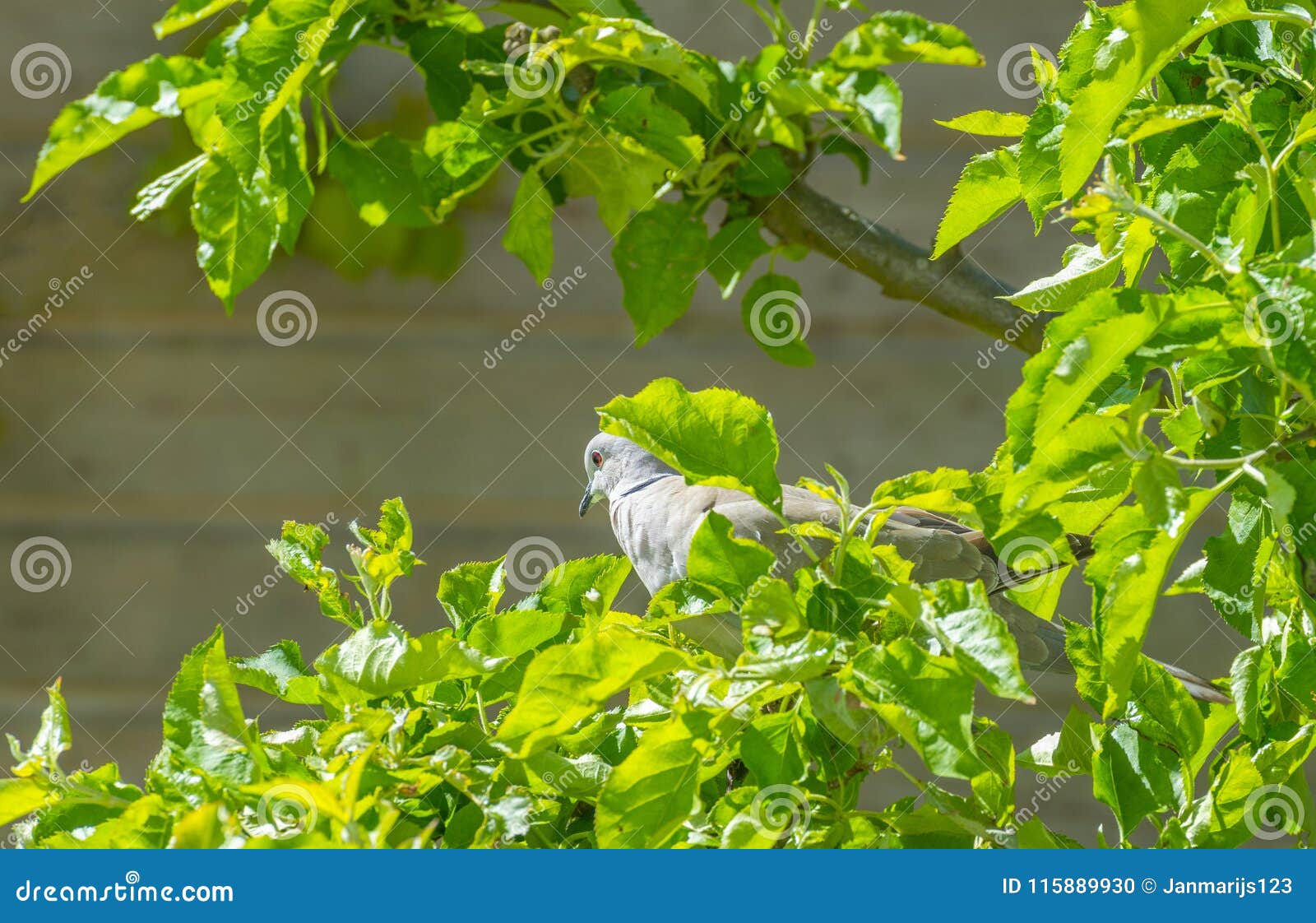 Dove in an Apple Tree in Spring in Sunlight Stock Photo - Image of ...