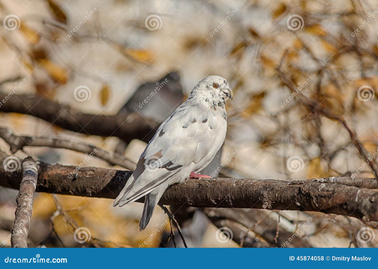 Dove on autumn tree stock photo. Image of white, beauty - 45874058