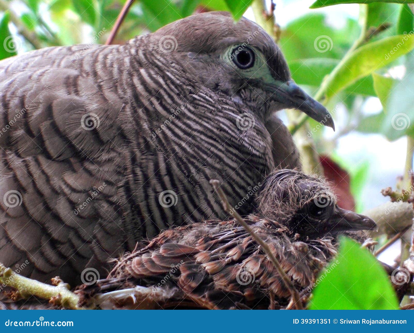 162 Baby Zebra Dove Stock Photos - Free & Royalty-Free Stock Photos ...