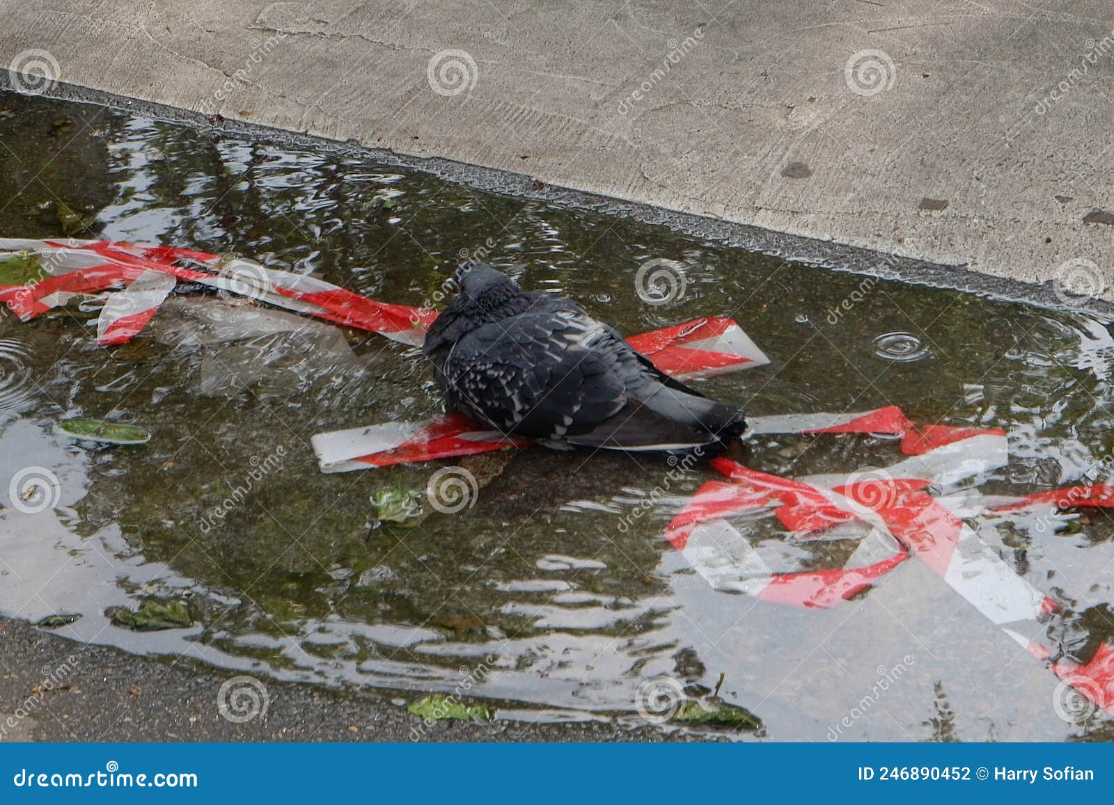 Dove bathing in puddle stock photo. Image of olive, isolated - 246890452