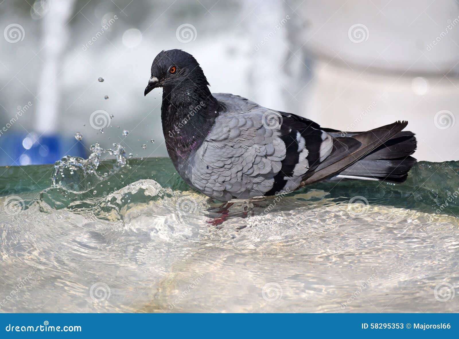 Dove is bathing stock image. Image of wing, wild, male - 58295353
