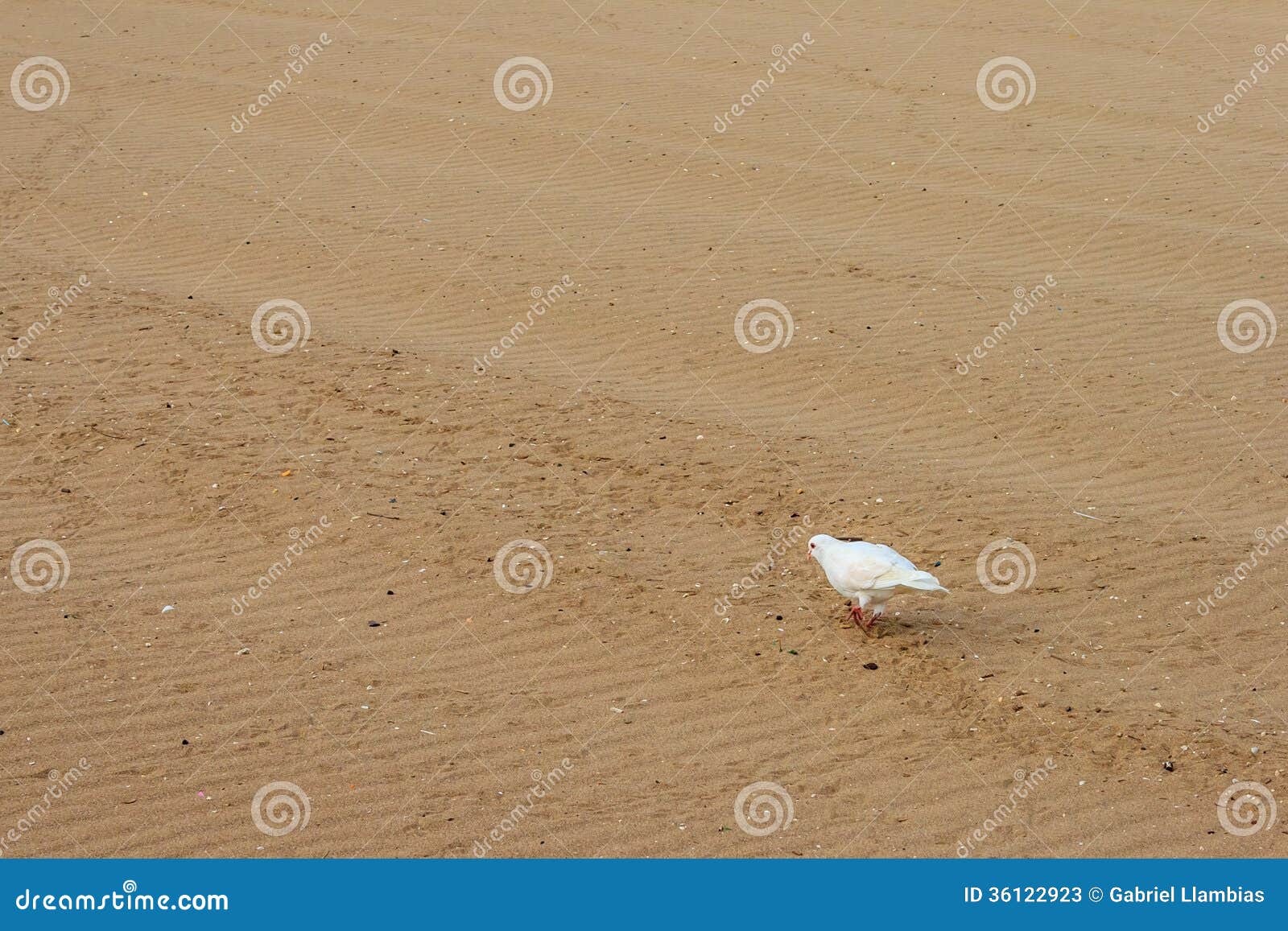 Dove on the beach stock image. Image of movement, float - 36122923