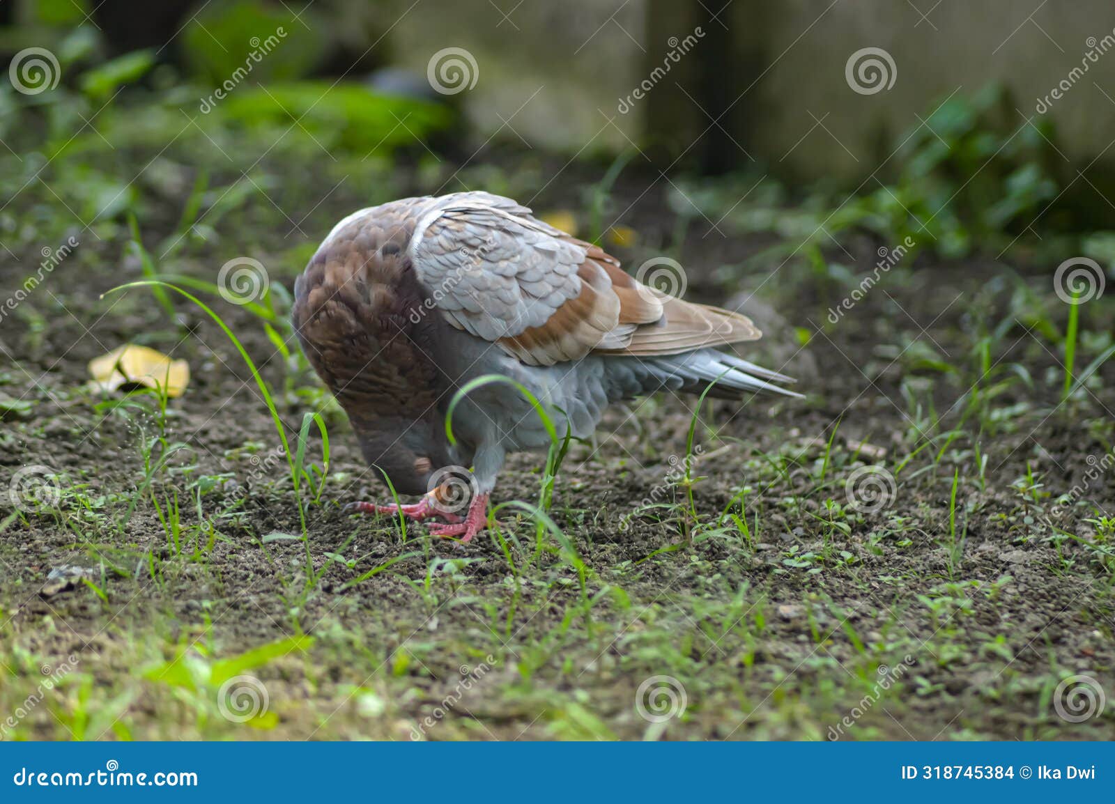 Dove behavior stock photo. Image of outdoor, columbidae - 318745384