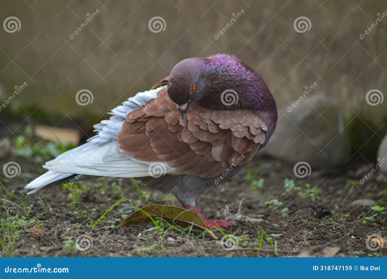 Dove behavior stock image. Image of aves, bird, cute - 318747159
