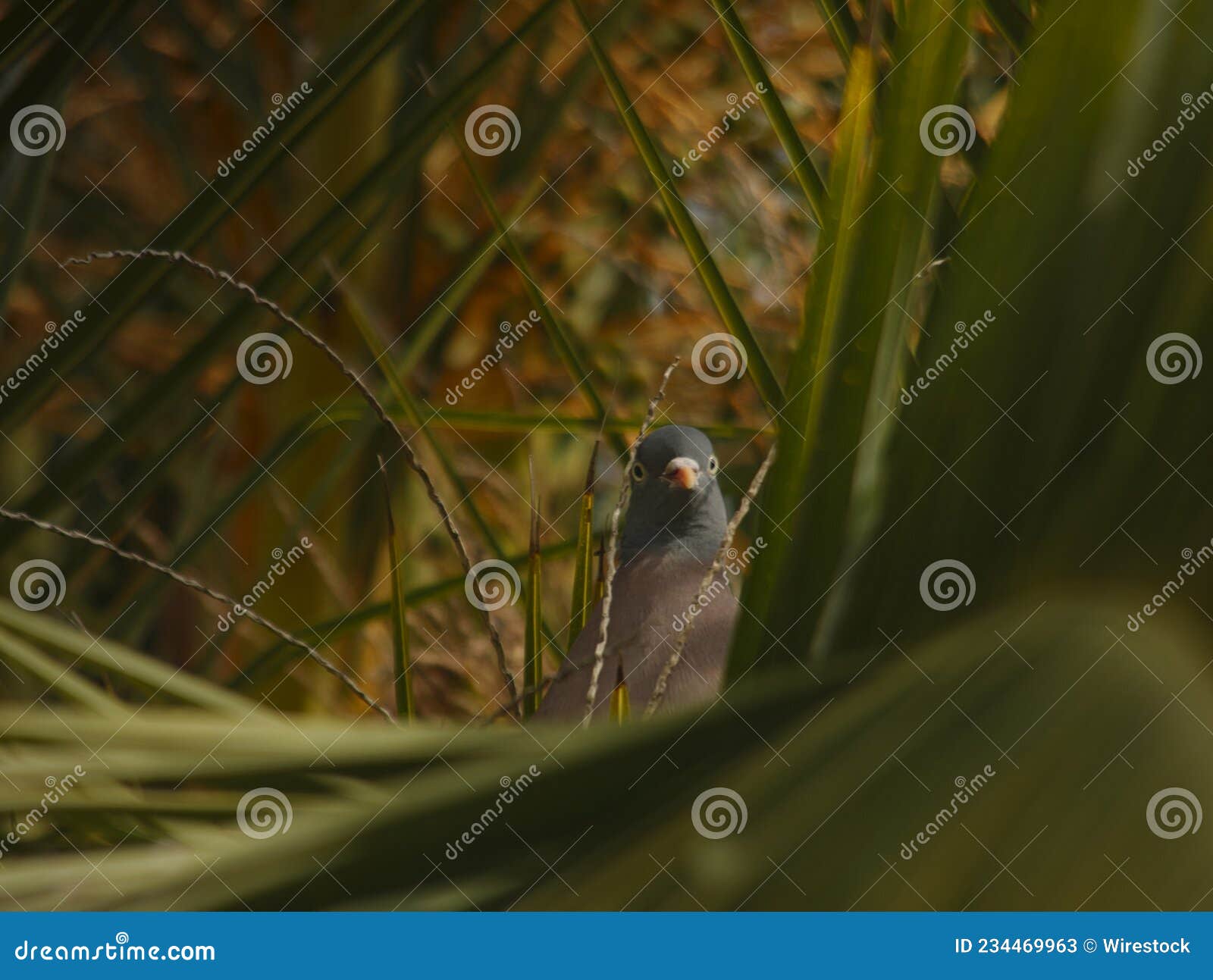 PALM DOVE, Streptopelia Senegalensis Royalty-Free Stock Photo ...