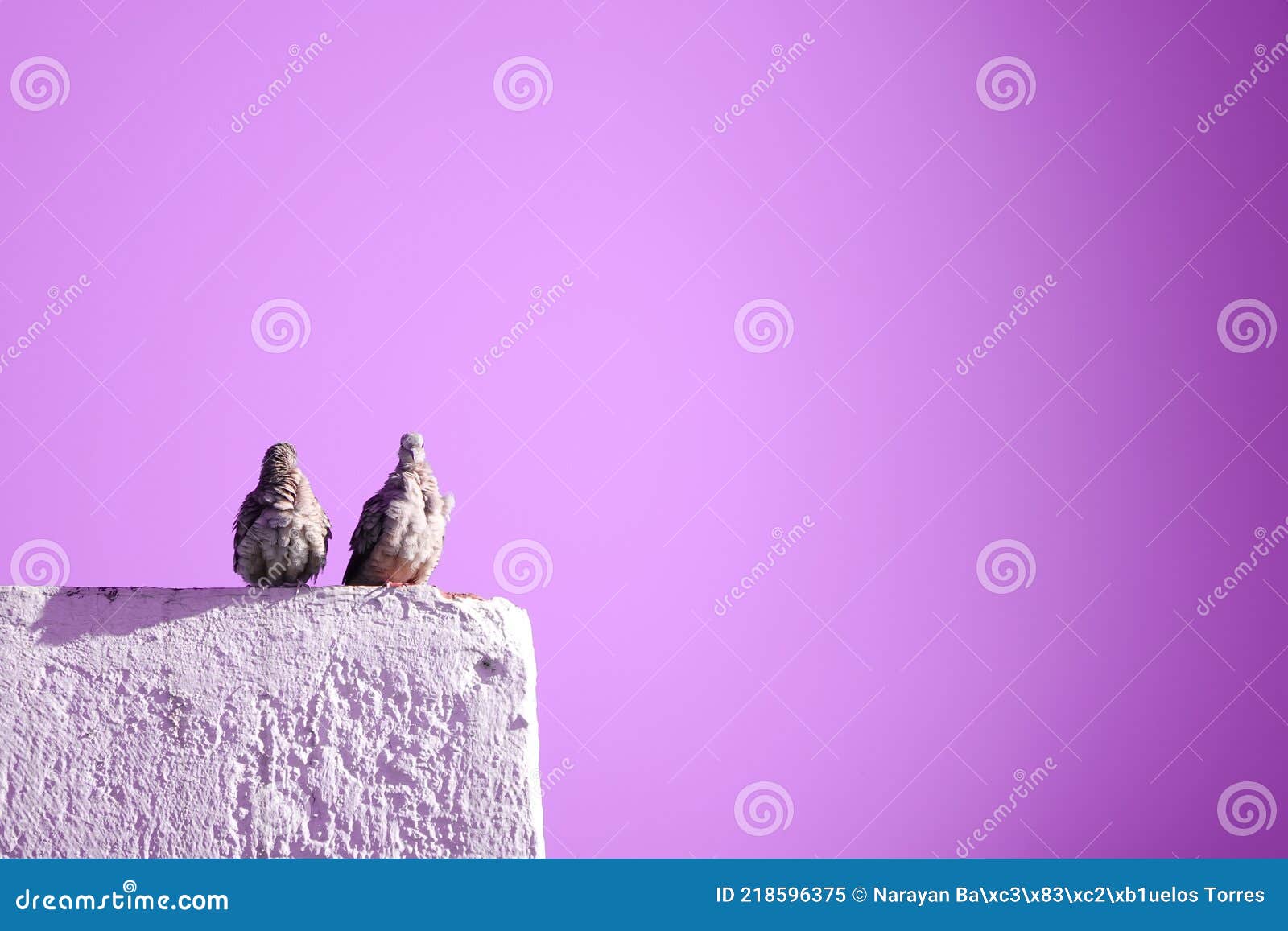 Dove Bird Couple in Pink Background, Couple Concept Stock Image - Image ...