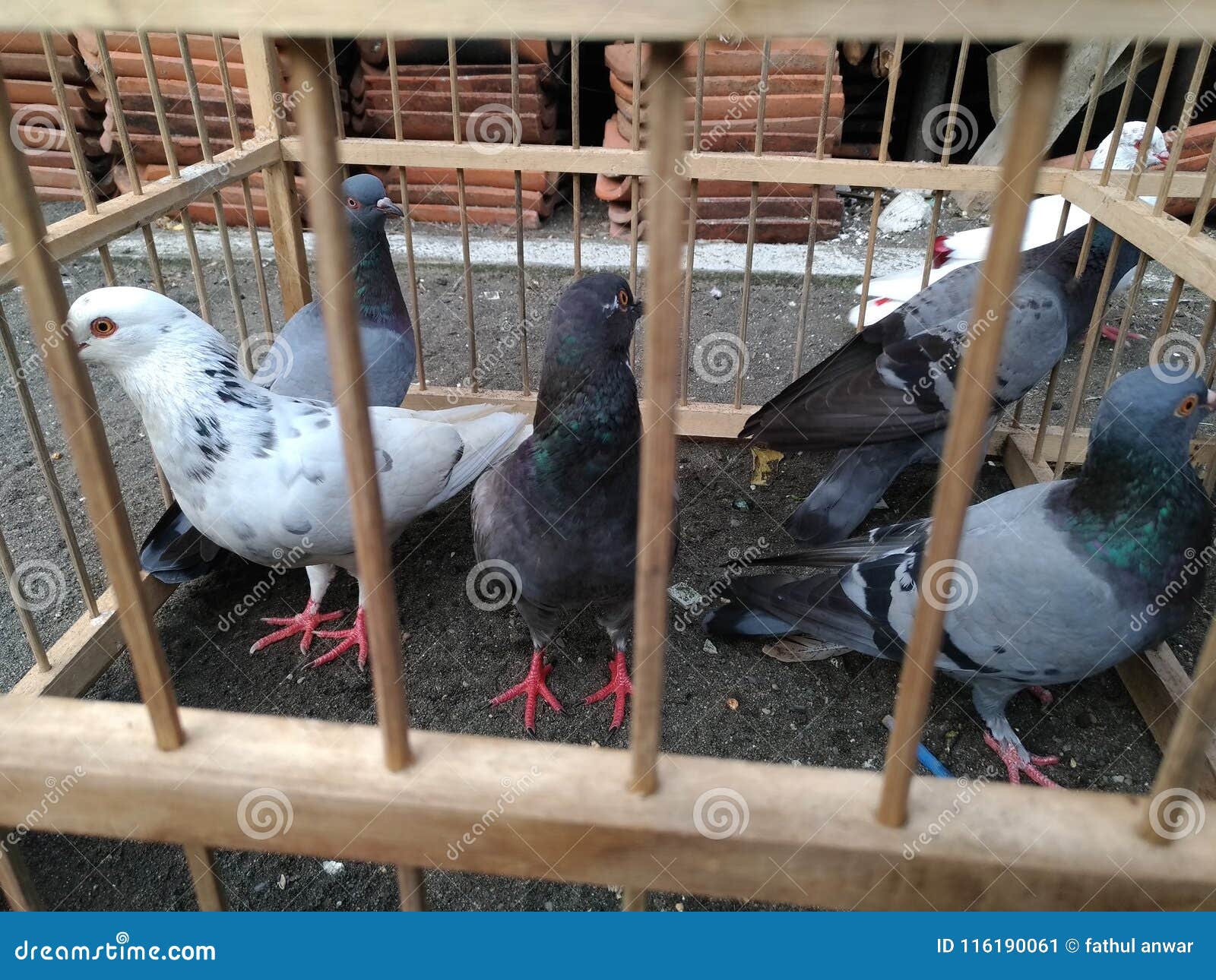 Dove bird stock image. Image of outdoor, bird, tripical - 116190061