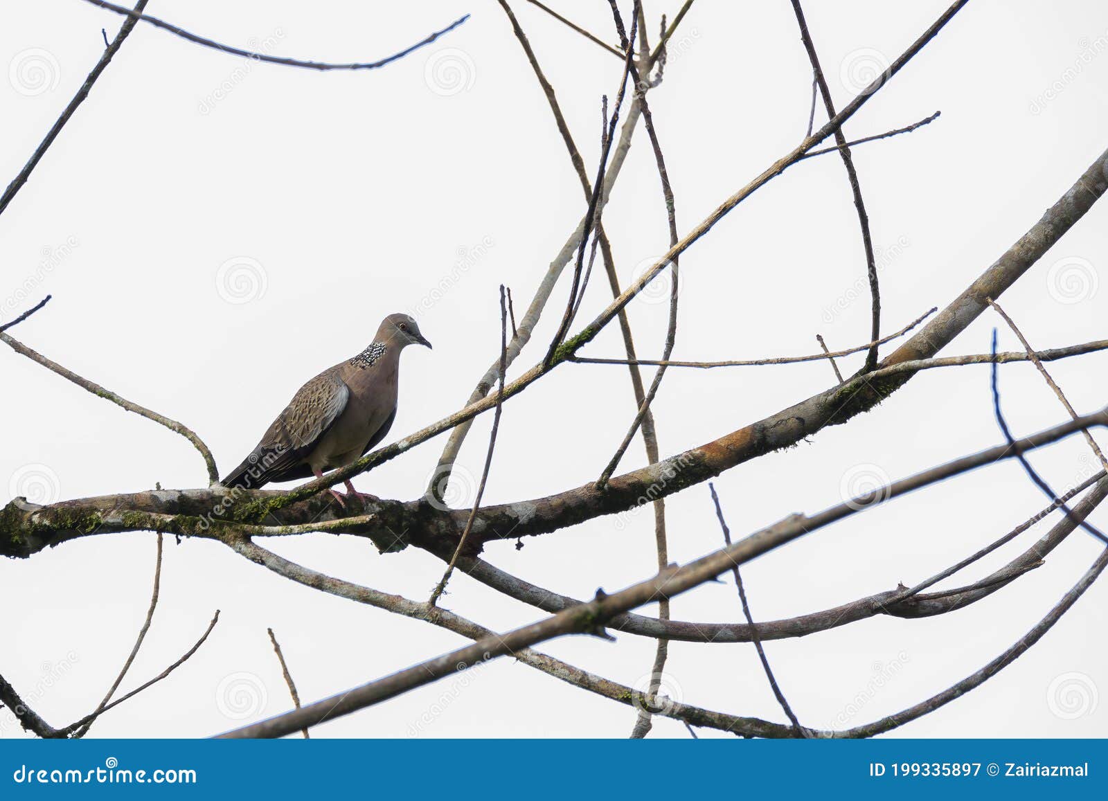 Dove Bird Hanging on Twig in Nature Stock Image - Image of black, bird ...