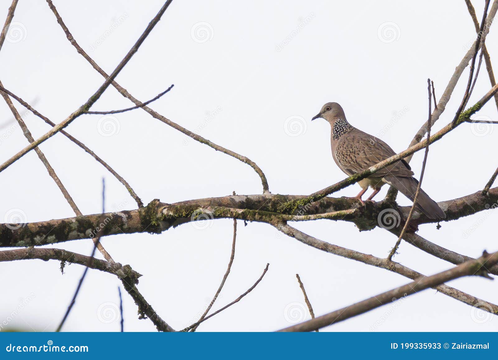 Dove Bird Hanging on Twig in Nature Stock Image - Image of hill, high ...