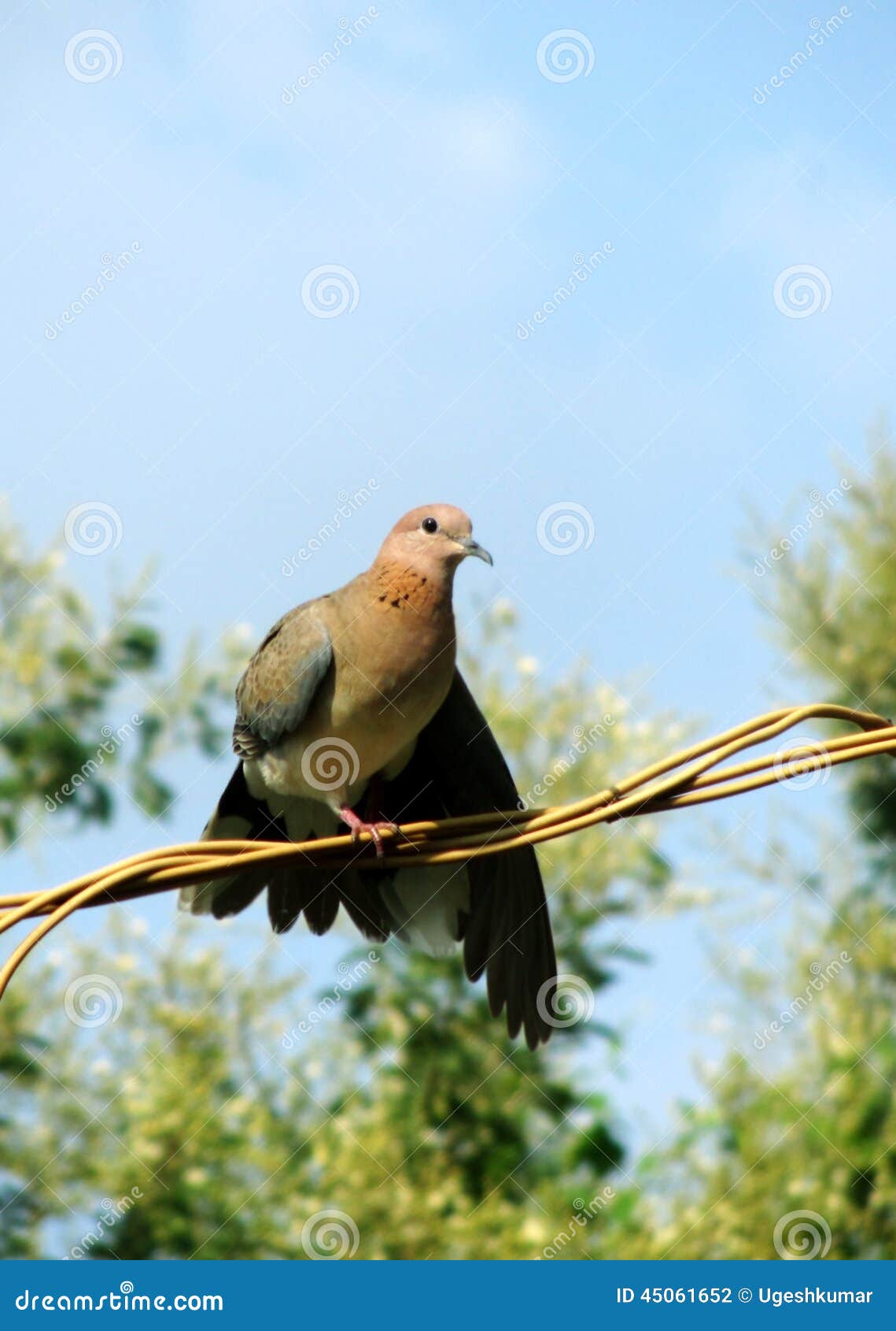 Dove bird stock photo. Image of spread, flexing, jungle - 45061652