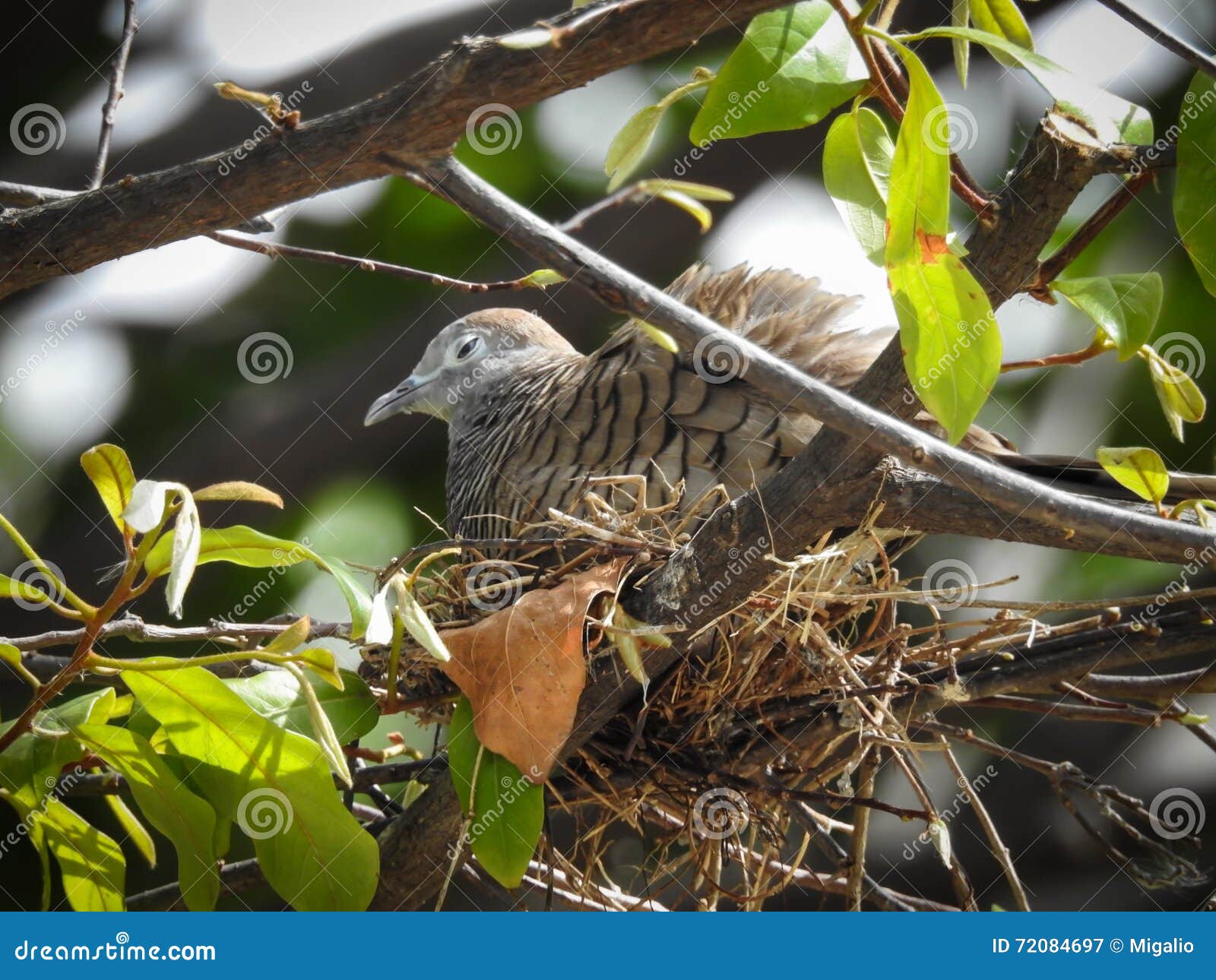 Dove Bird Sleeping in the Nest on the Tree Stock Image - Image of ...