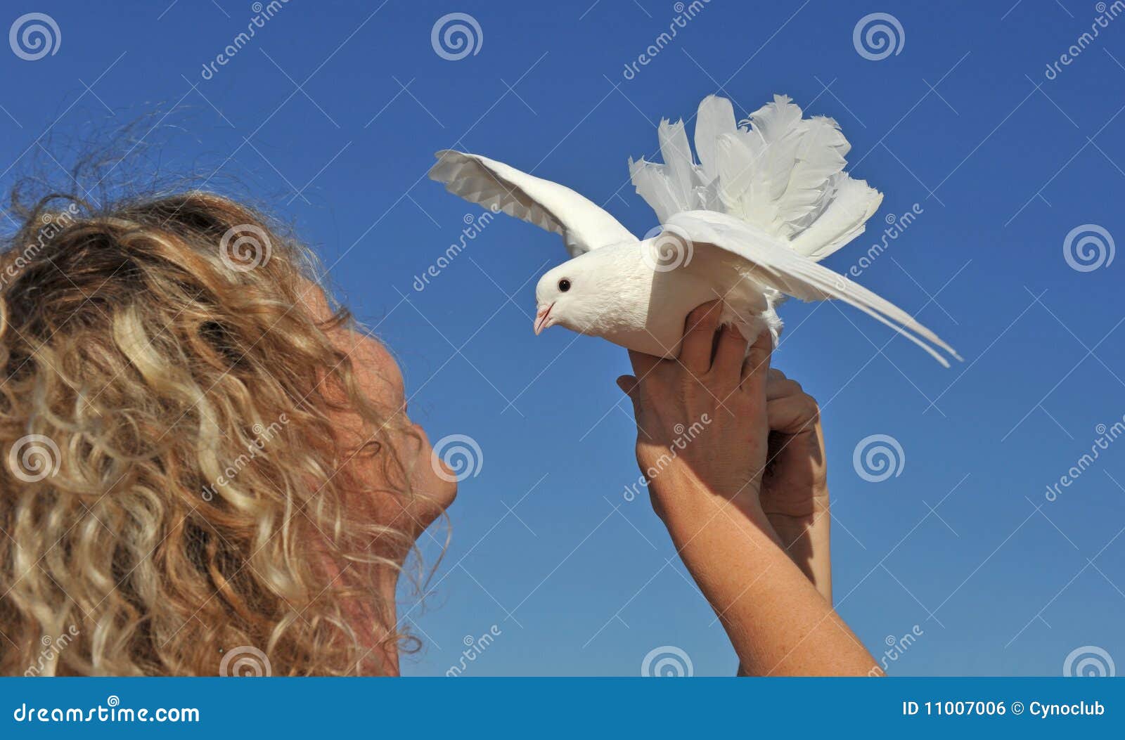 Dove and blond girl stock photo. Image of white, animal - 11007006