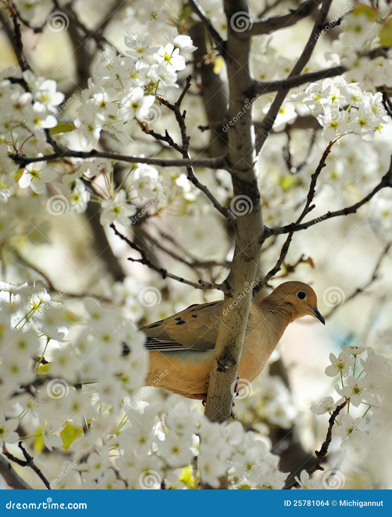 Dove in a Blossoming Cherry Tree Stock Photo - Image of scenic ...
