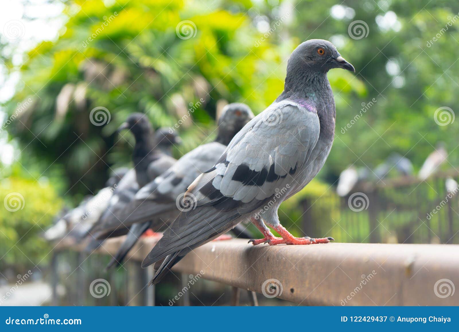 Dove on the rail stock image. Image of bird, brid, green - 122429437