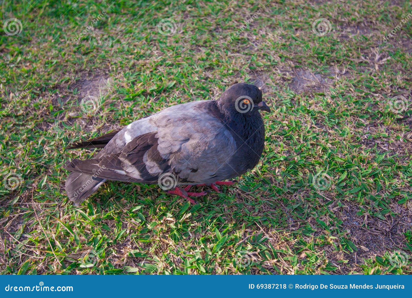 Dove with Broken Wing stock photo. Image of spring, sick - 69387218
