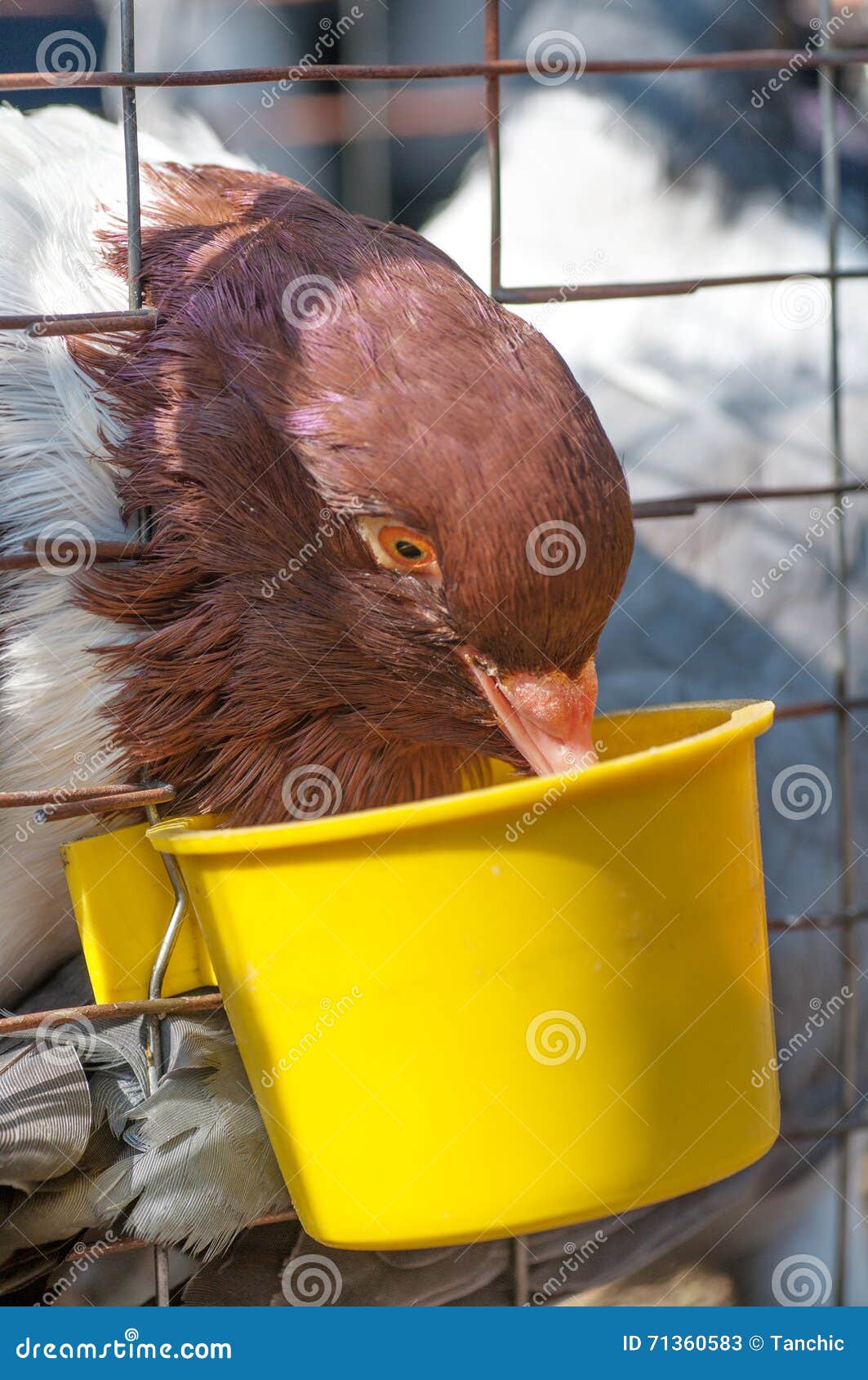 Dove in a Cage Drinking from Waterers Stock Image - Image of cage ...