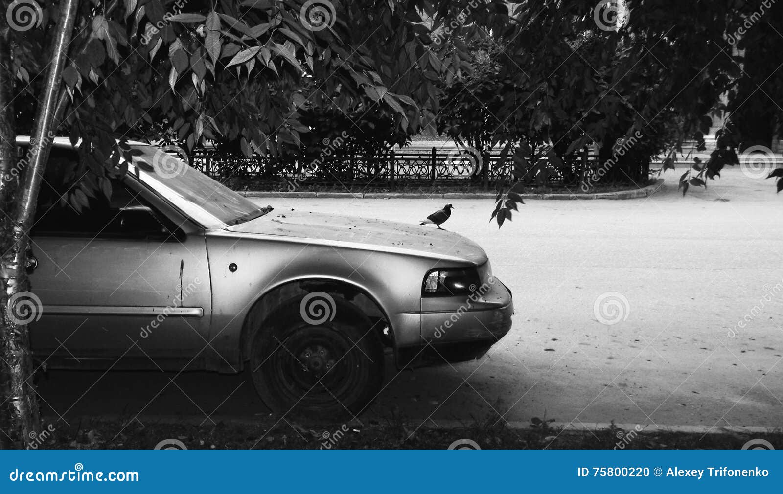 Dove by car stock photo. Image of bird, dove, trees, cars - 75800220