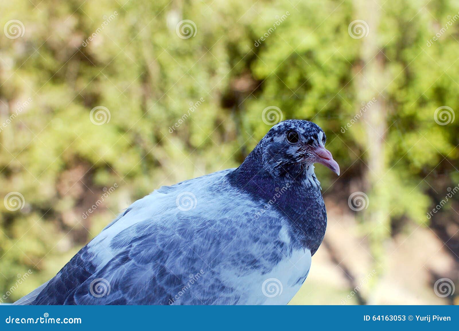 Dove-colored pigeon stock image. Image of plumage, summer - 64163053