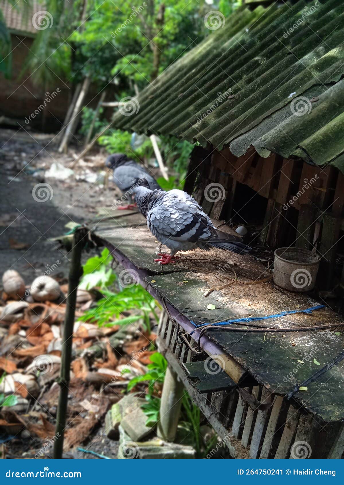 The Dove Comes Out of the Cage Stock Image - Image of dove, cage: 264750241