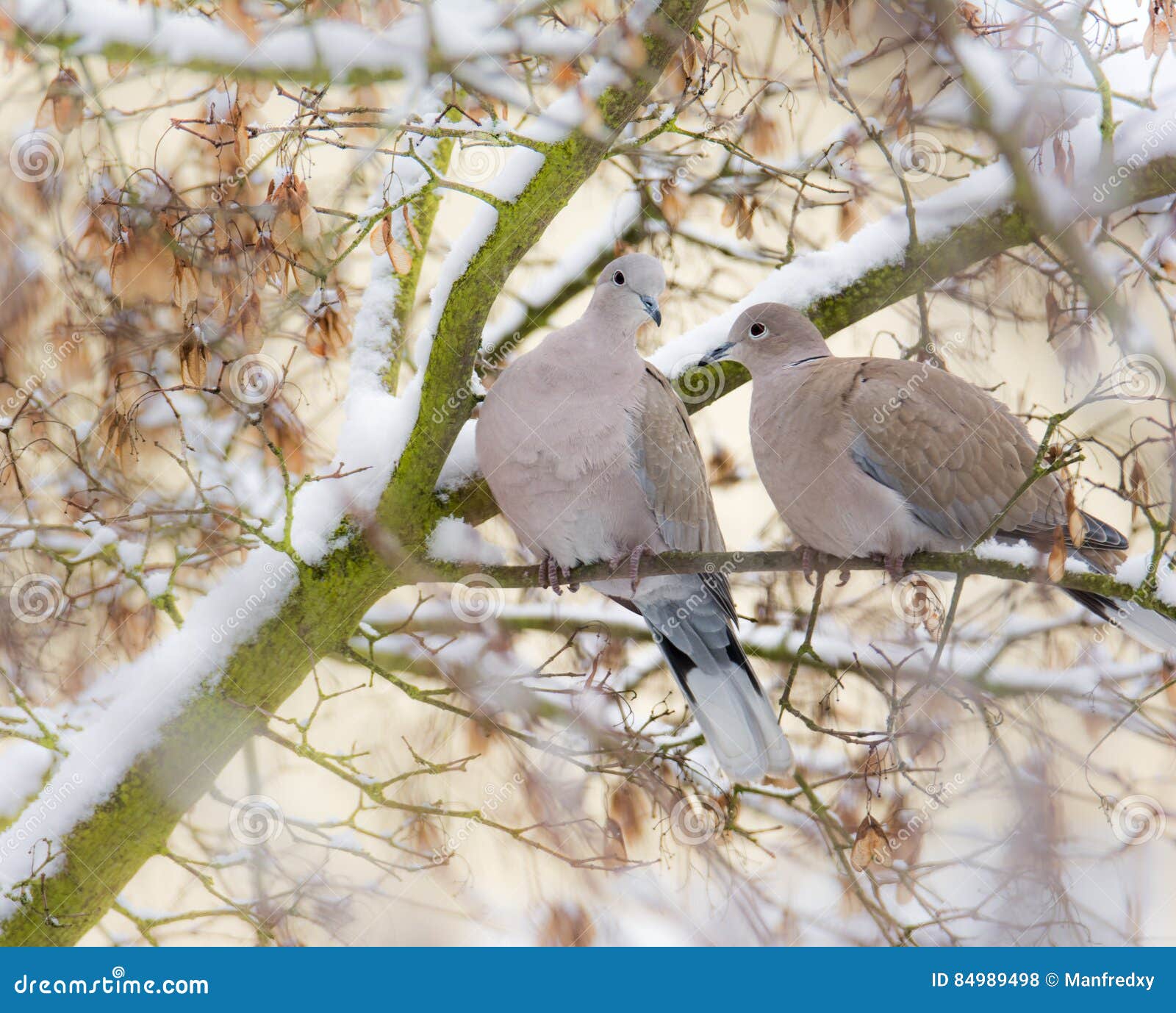 Dove Couple Sitting on a Tree with Snow Stock Photo - Image of ...