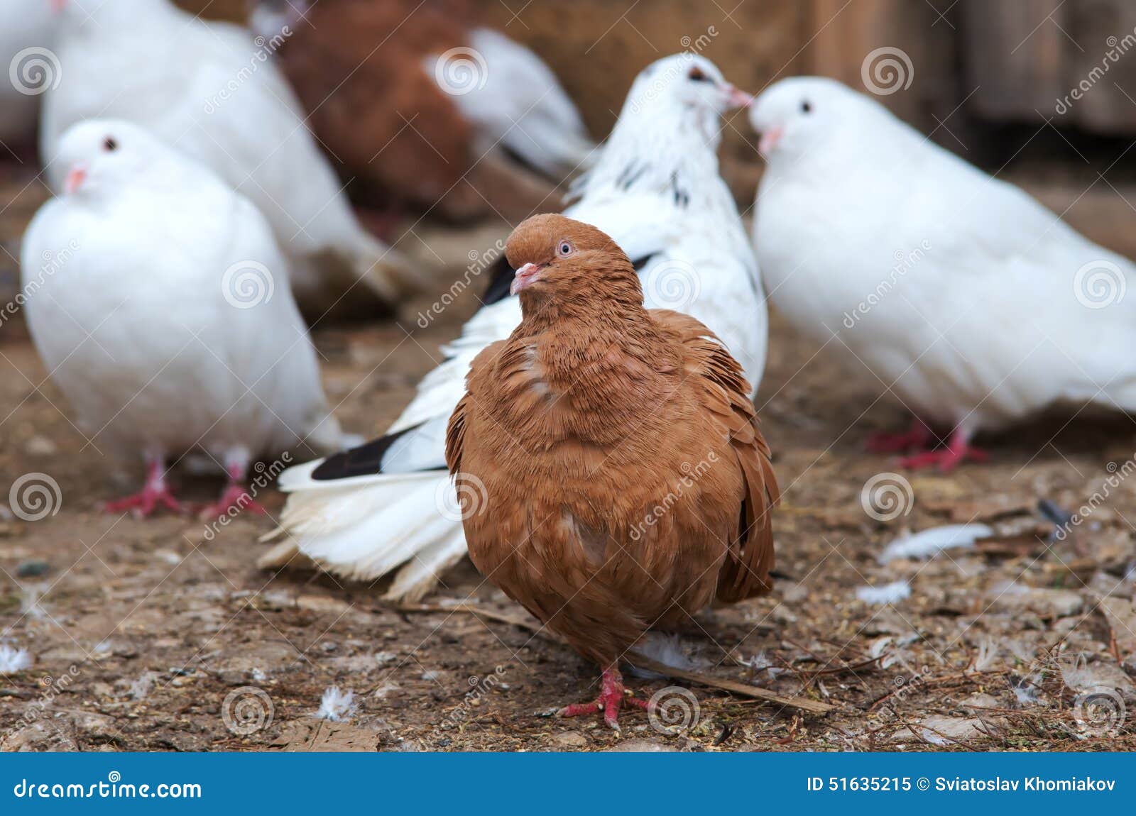 Dove a Cream Colored Sitting on Stock Image - Image of male, friendship ...
