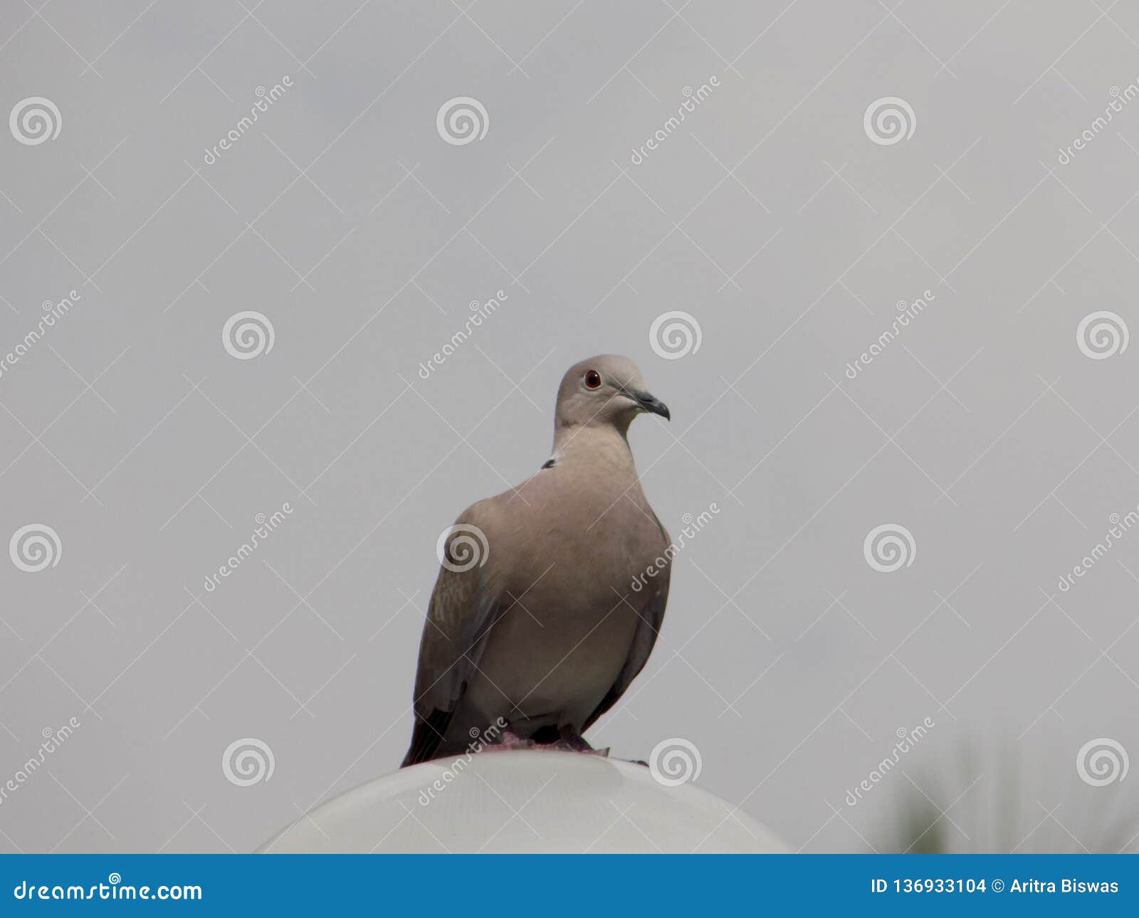 Dove stock photo. Image of dove, bird, outdoor, sitting - 136933104