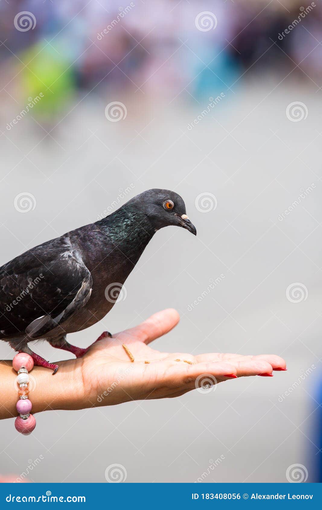 Dove stock photo. Image of hand, spreading, feather - 183408056