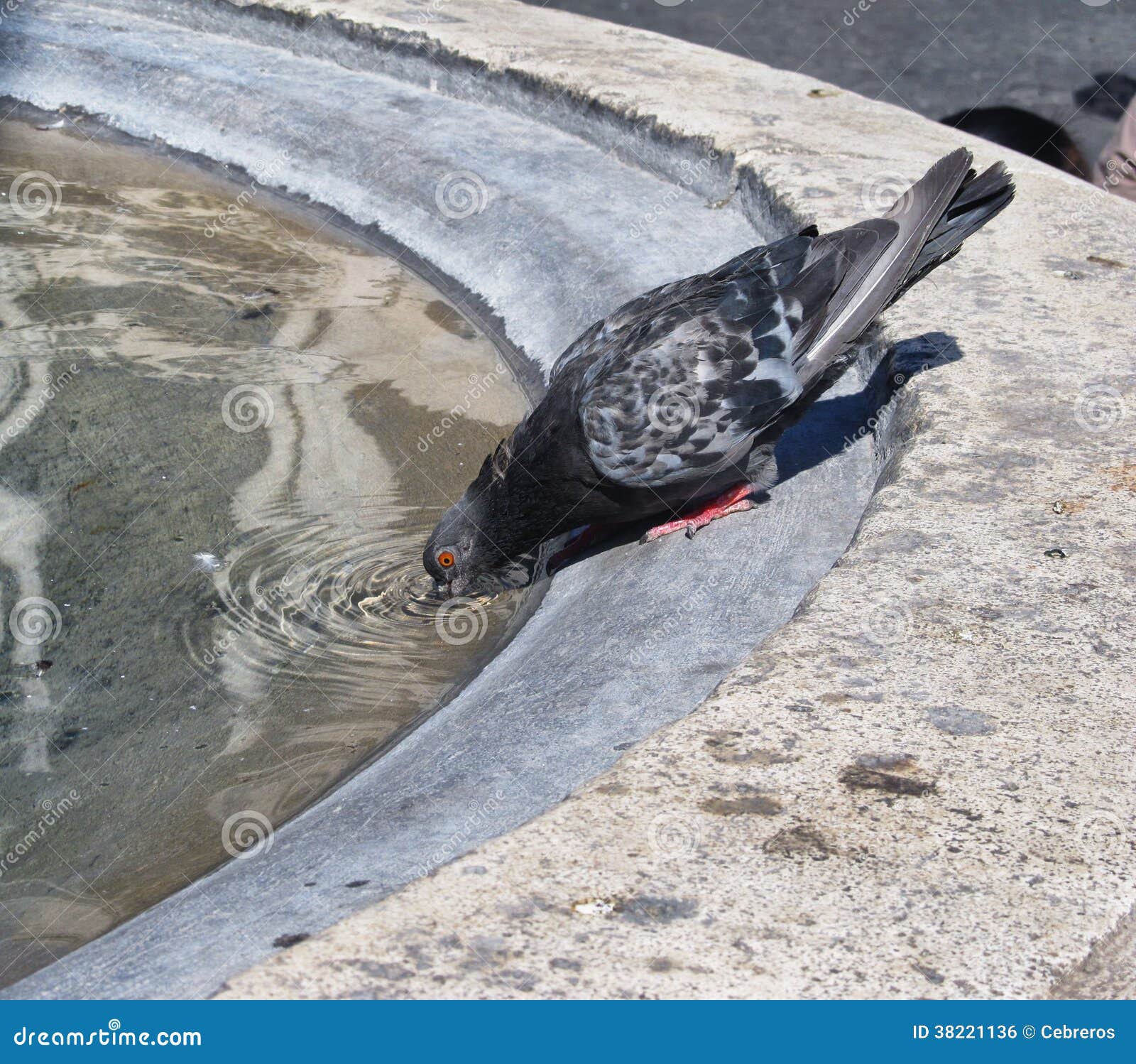 Dove drinking water stock photo. Image of thirst, water - 38221136