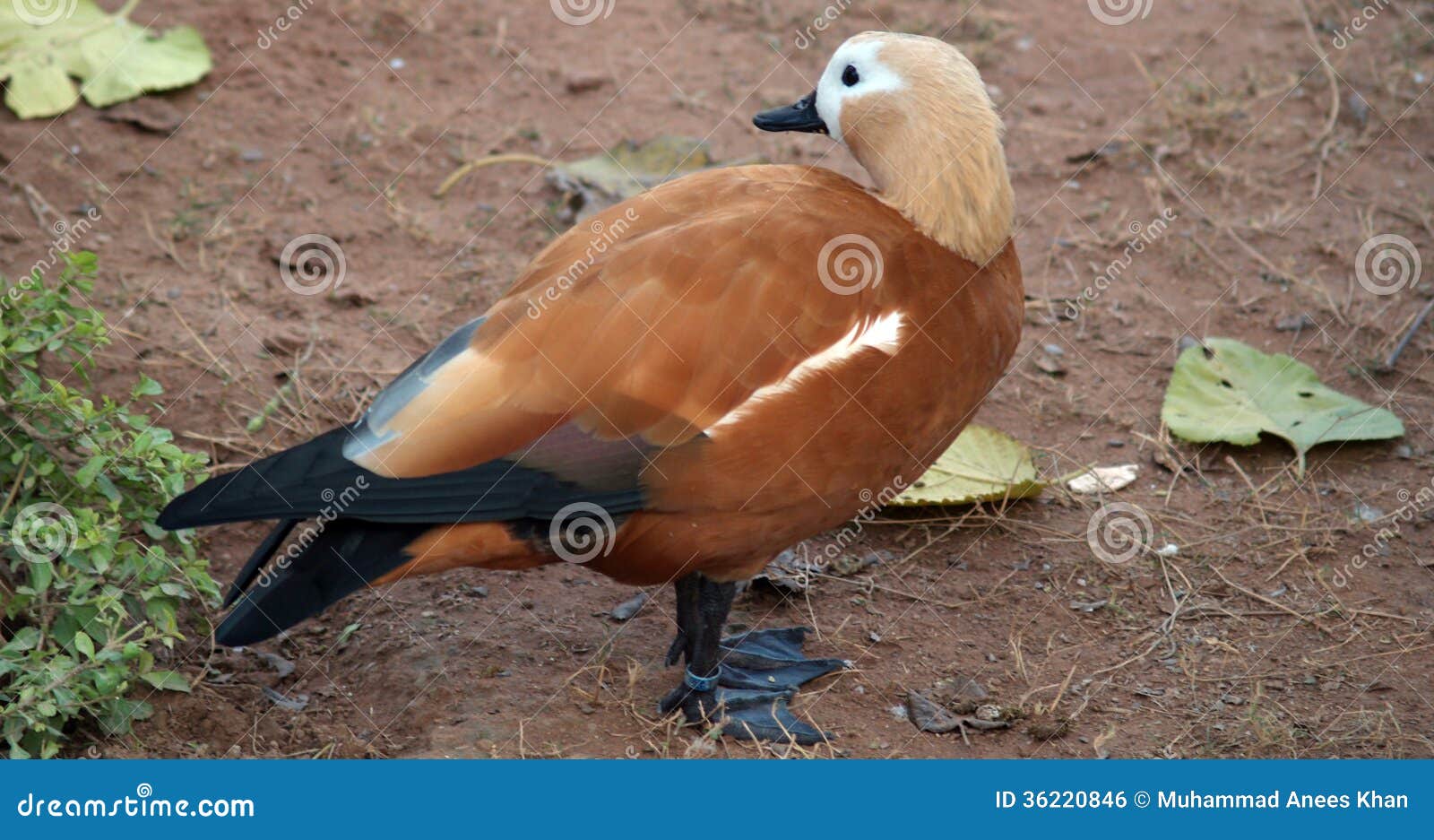Dove duck stock photo. Image of feather, duck, swimming - 36220846