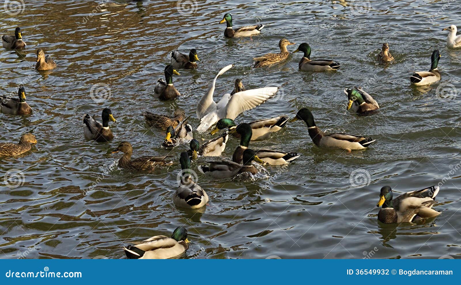 The dove among ducks stock photo. Image of blue, birds - 36549932