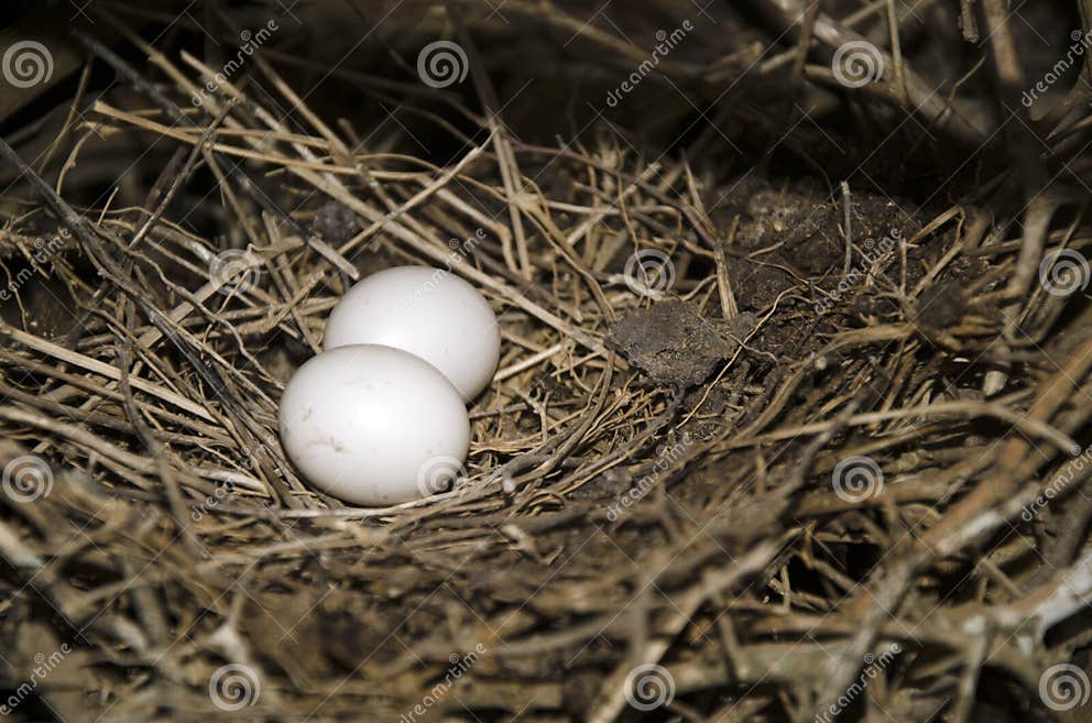 Dove Eggs stock image. Image of nesting, mates, brown - 70807007
