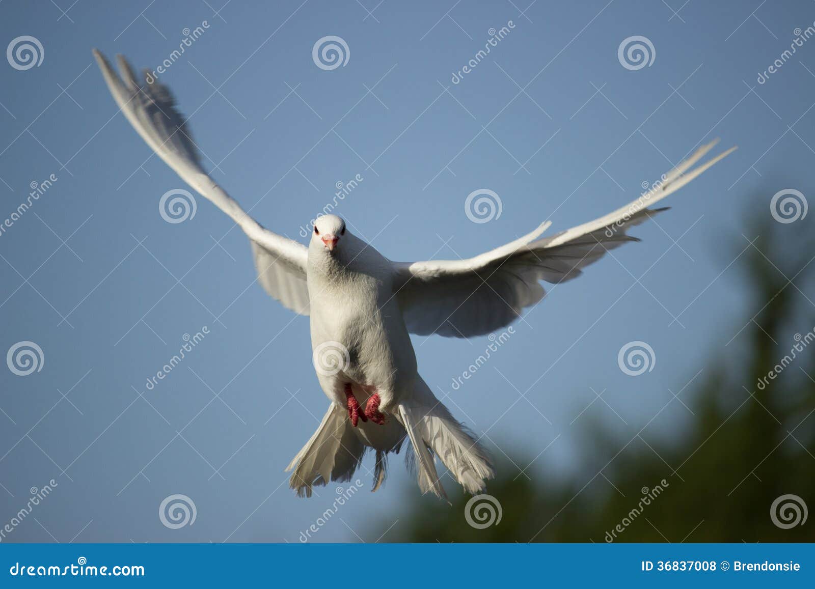 Dove_3 stock photo. Image of white, feather, flight, dove - 36837008