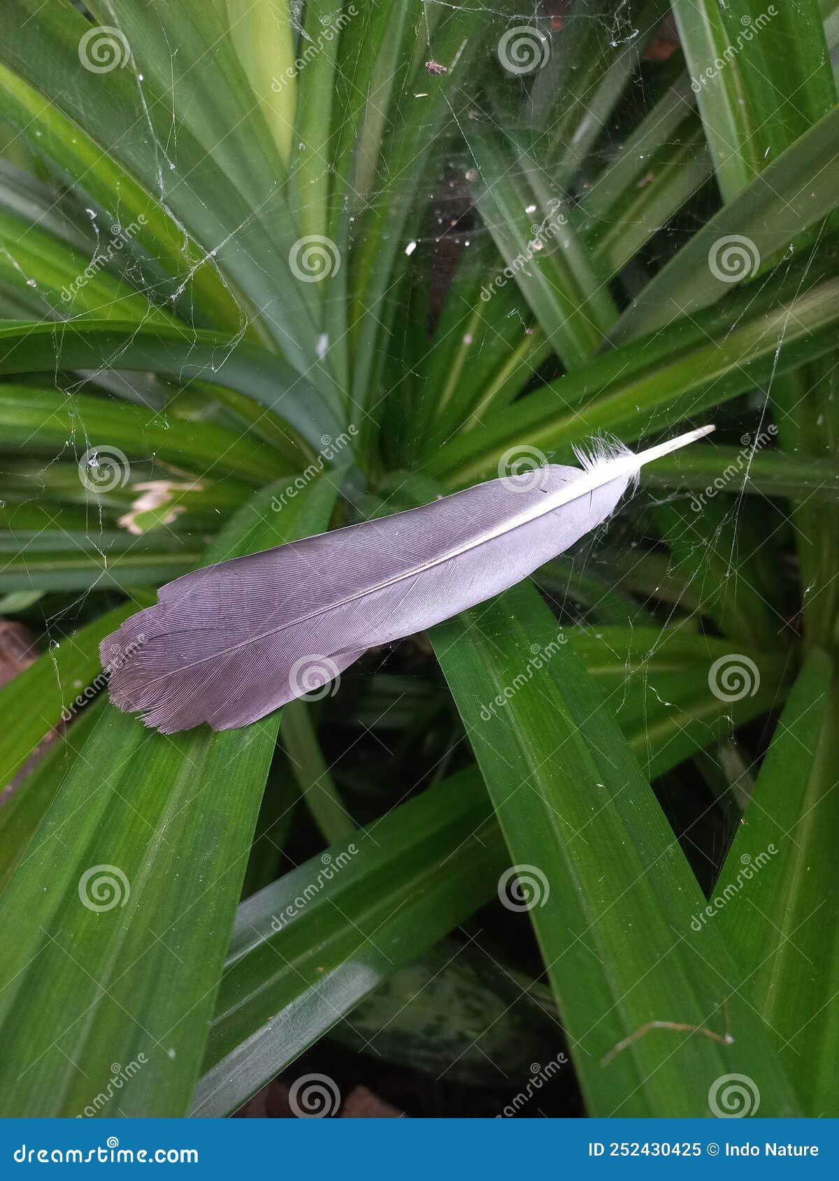 Dove Feather Fall among the Leaves Stock Image - Image of invertebrate ...