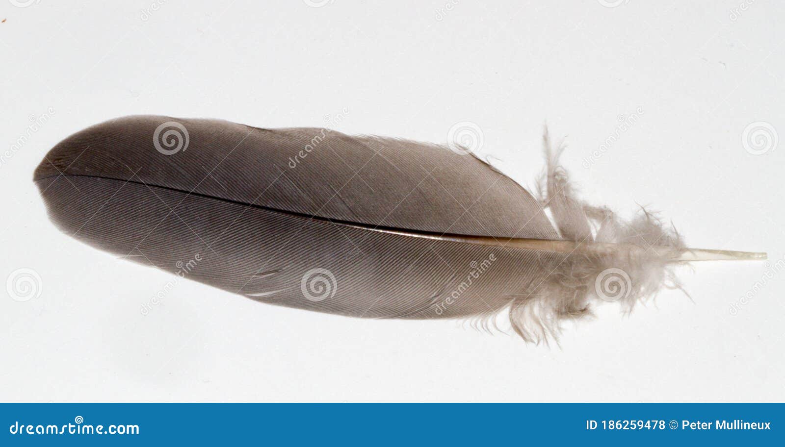 Dove Feather Showing Detail Stock Photo - Image of typical, nature ...