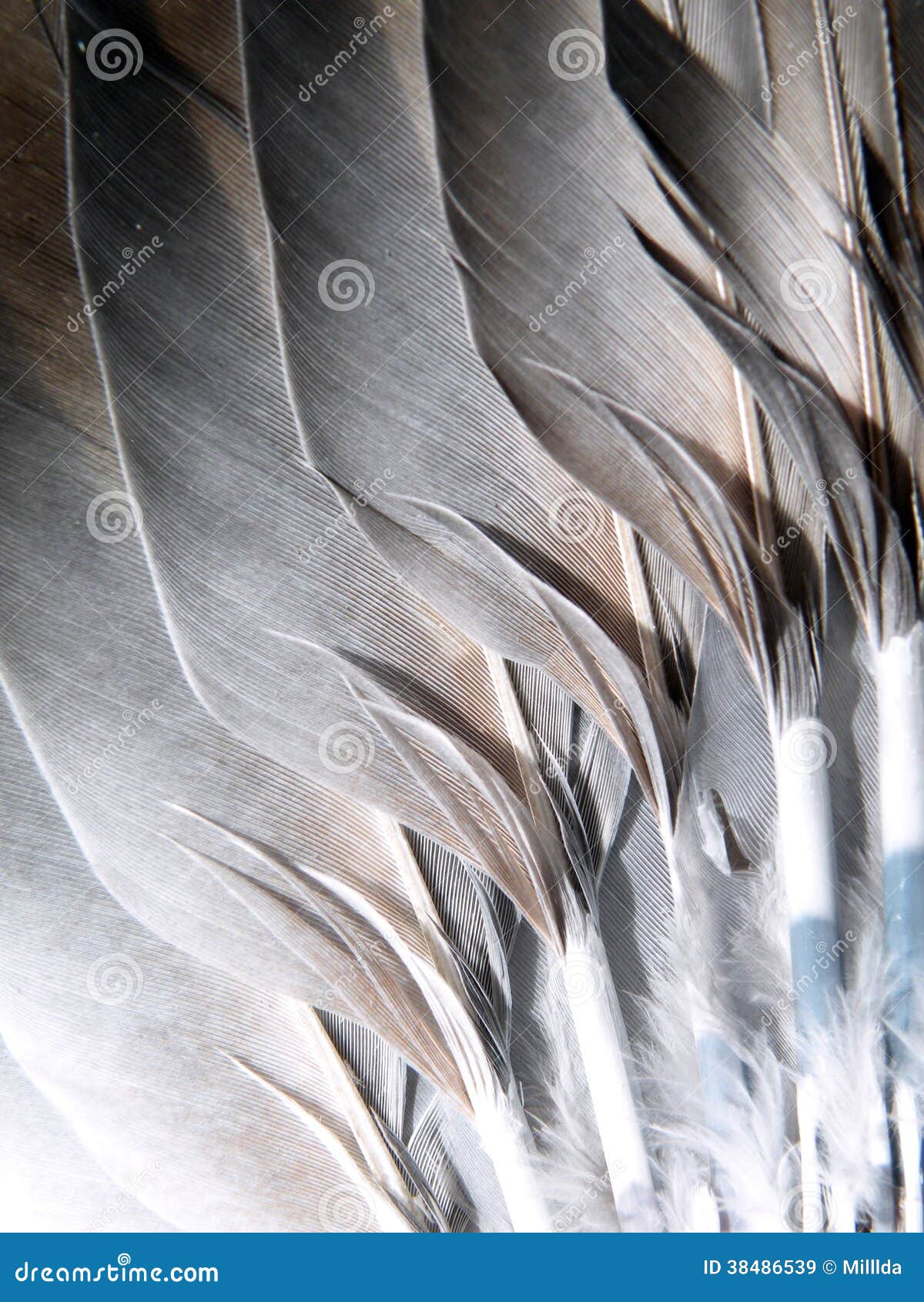 Dove feathers stock image. Image of grey, texture, white - 38486539