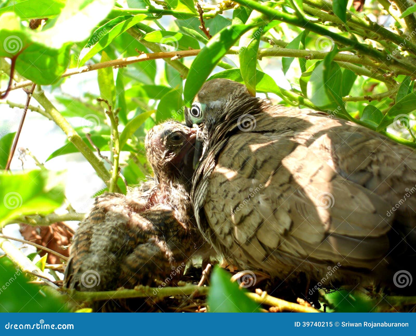 Dove is feeding baby stock image. Image of nature, columbidae - 39740215