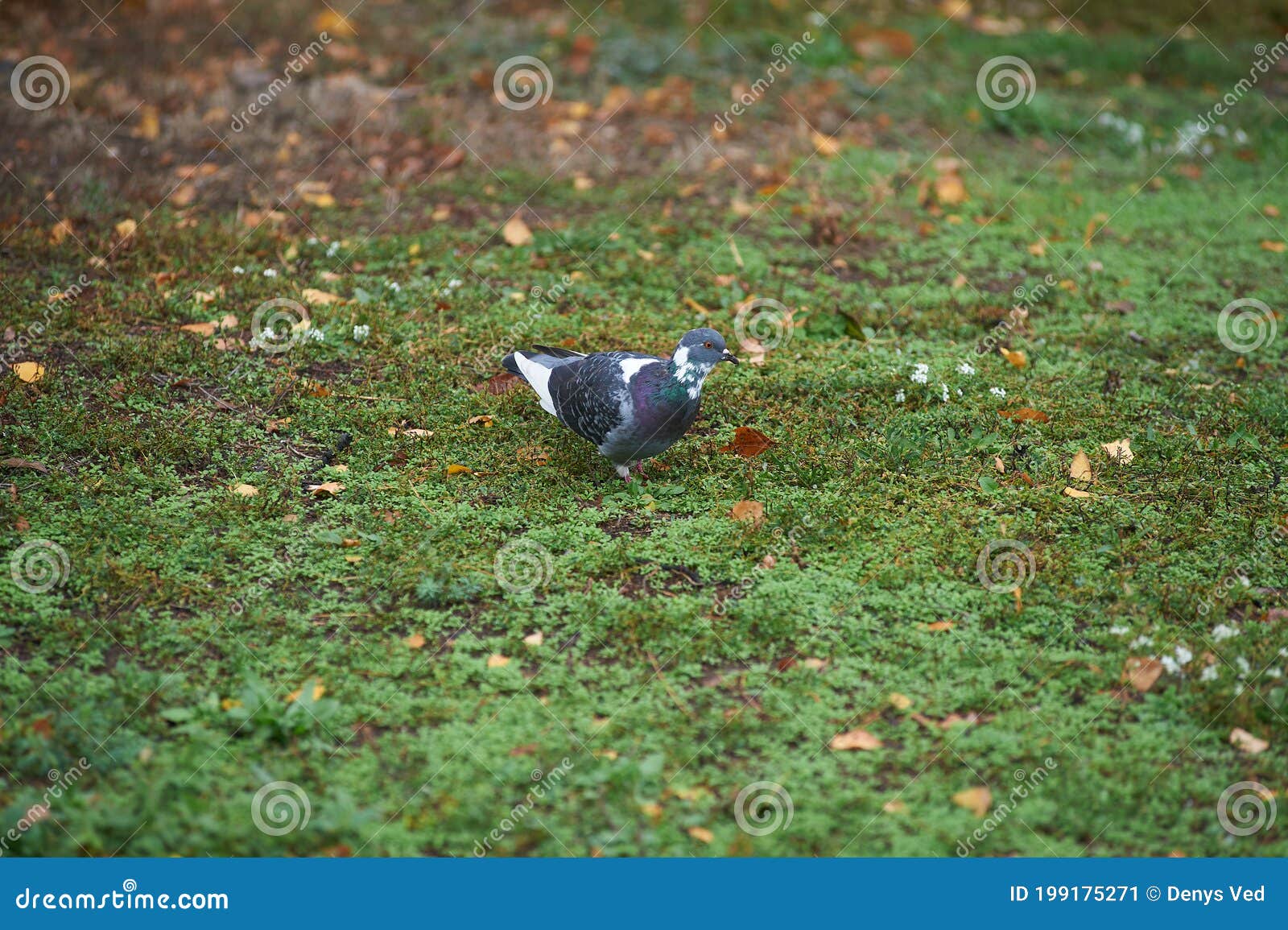 Dove Feeds in Green Grass among Autumn Leaves Stock Image - Image of ...