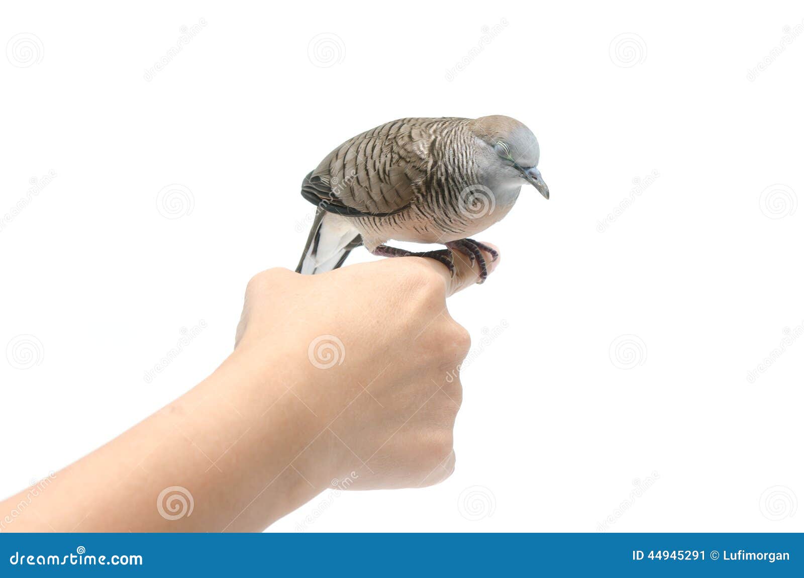 Dove Duck Royalty-Free Stock Image | CartoonDealer.com #36220846