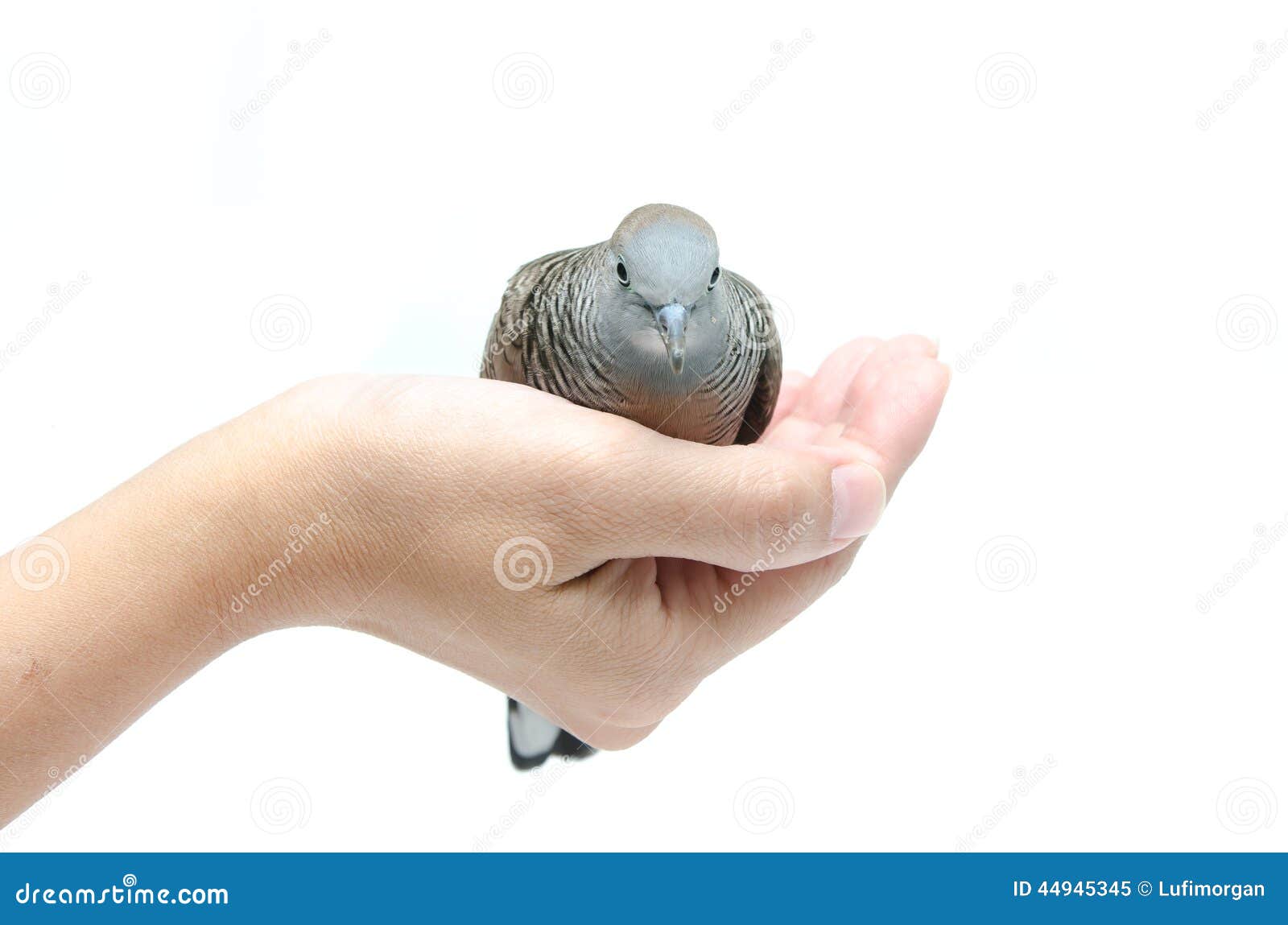 5,103 Dove Hand Stock Photos - Free & Royalty-Free Stock Photos from ...