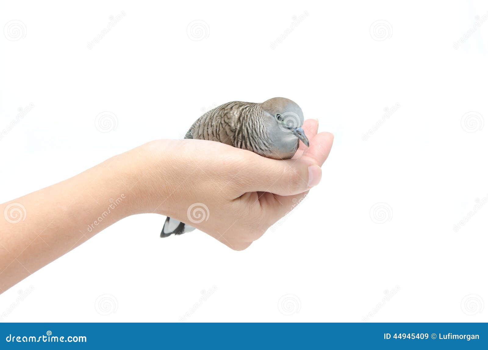 Dove on Female Hand White Background Stock Image - Image of bird ...