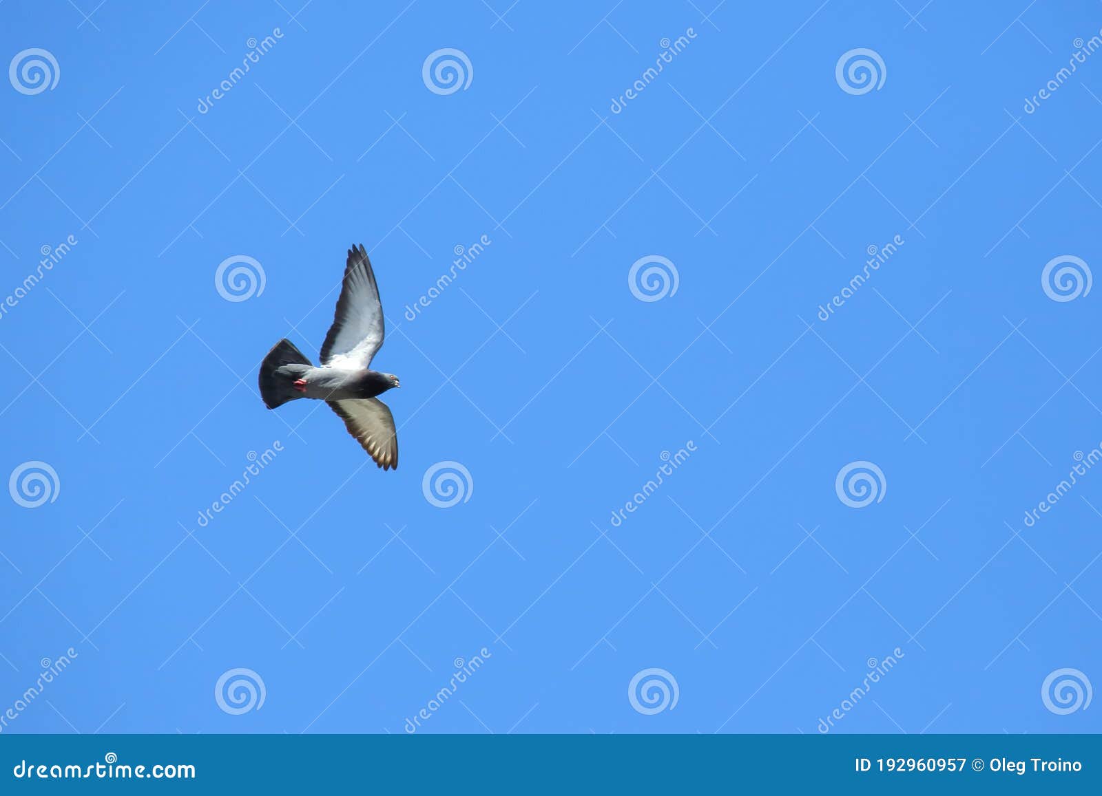 Dove Flies in the Blue Sky. Birds and Zoology Stock Image - Image of ...